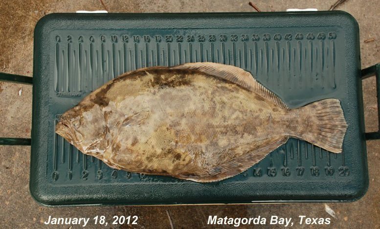 Flounder gigs, Flounder Gigs for Sale, flounder gigging charters ...